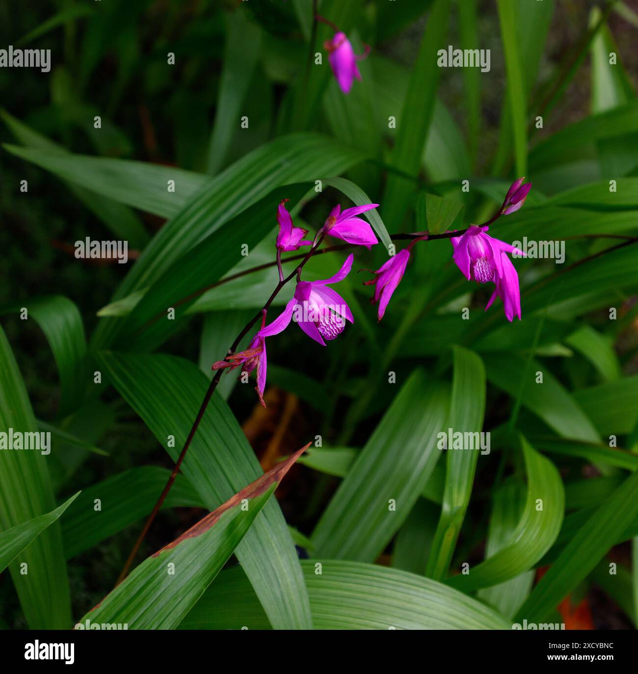 Pink tender hyacinth flowers hi-res stock photography and images - Alamy