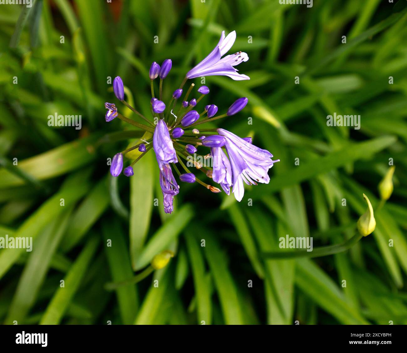 Closeup of the blue flower of the perennial evergreen garden plant ...