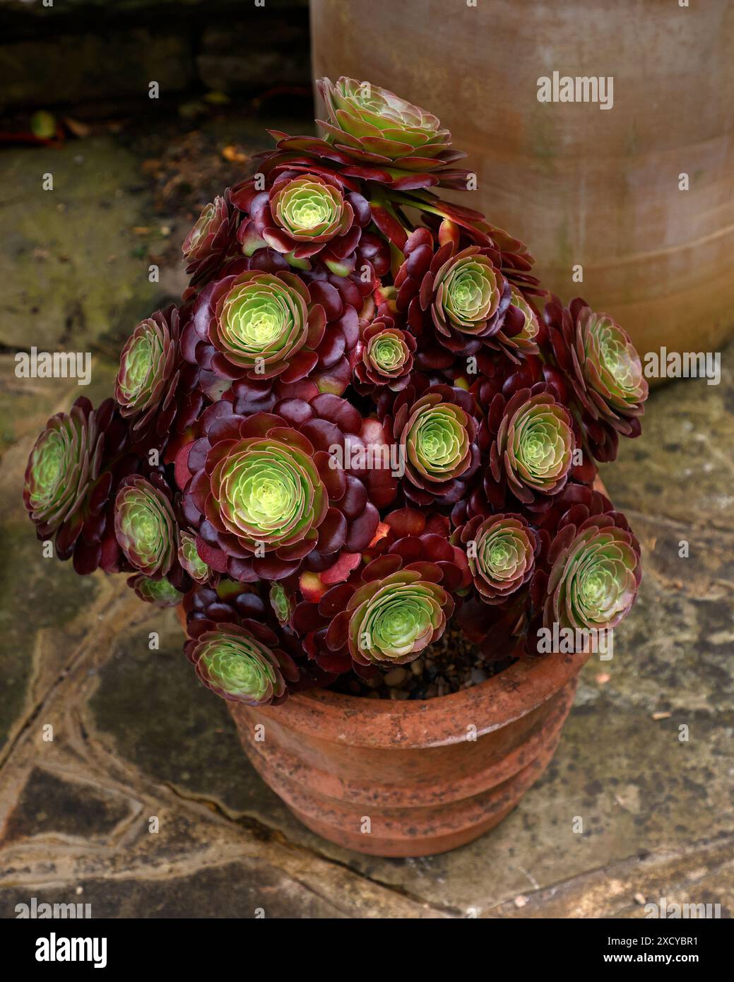 Closeup of the glossy leaves of the half-hardy garden plant aeonium ...