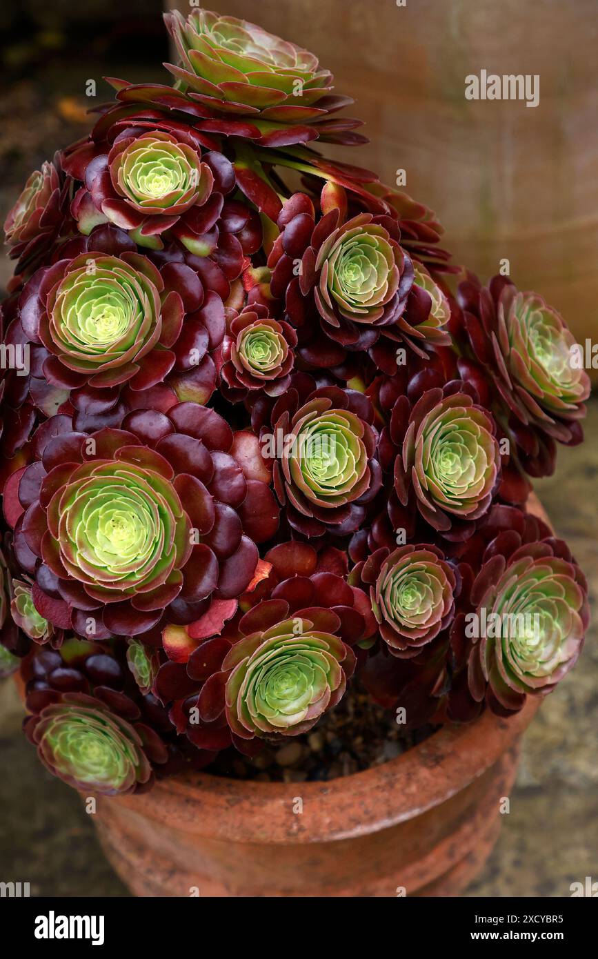 Closeup of the glossy leaves of the half-hardy garden plant aeonium ...