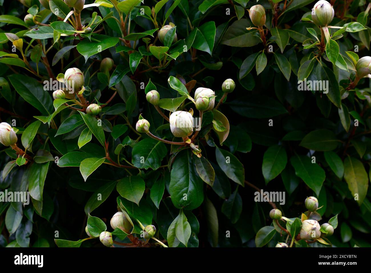 Closeup of the flower buds and glossy green leaves of the evergreen ...