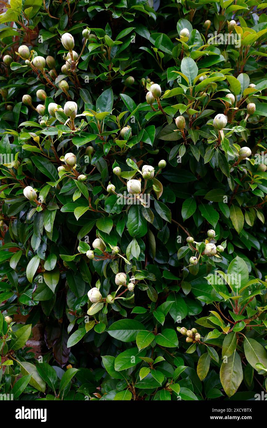 Closeup of the flower buds and glossy green leaves of the evergreen ...