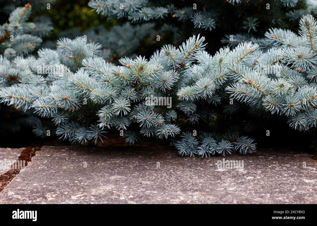 Closeup of the silver blue coloured leaves of the slow growing garden ...
