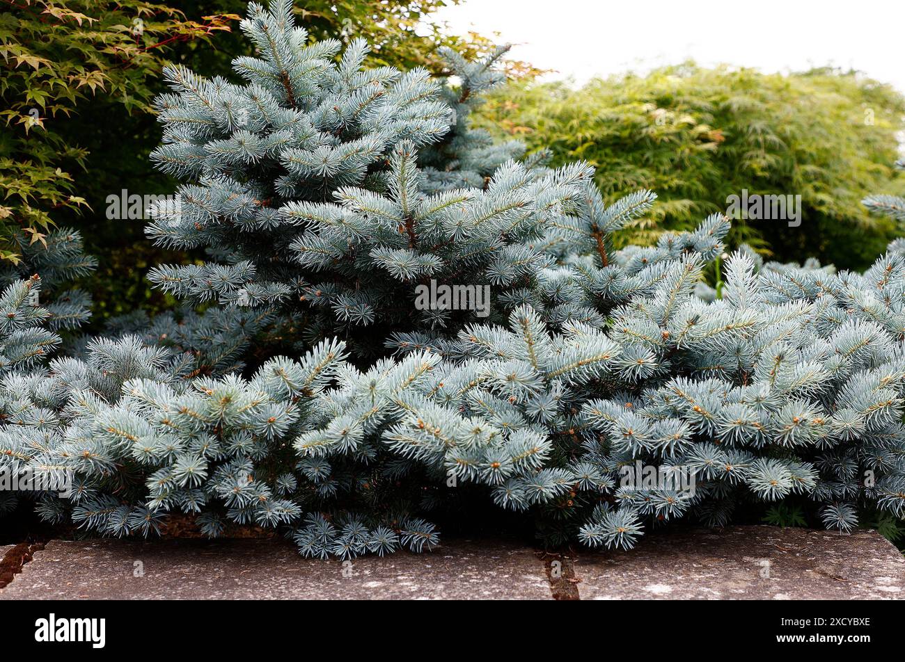 Closeup of the silver blue coloured leaves of the slow growing garden ...