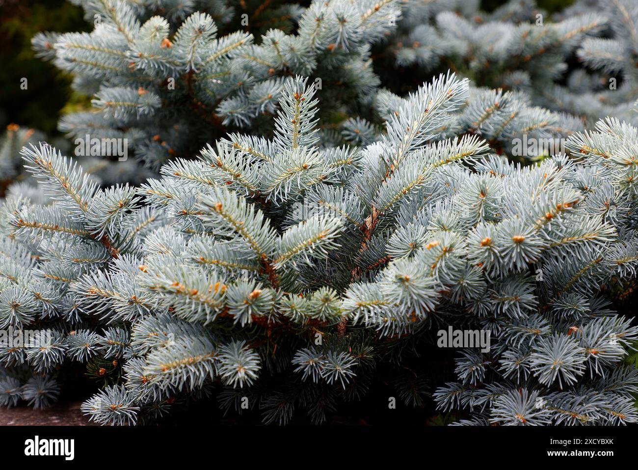 Closeup of the silver blue coloured leaves of the slow growing garden ...