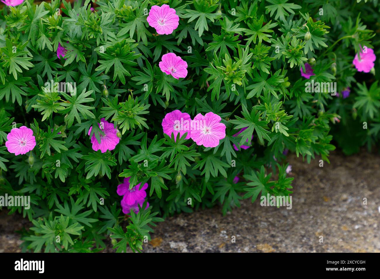 Closeup of the pink flowers of the low growing ground cover garden ...