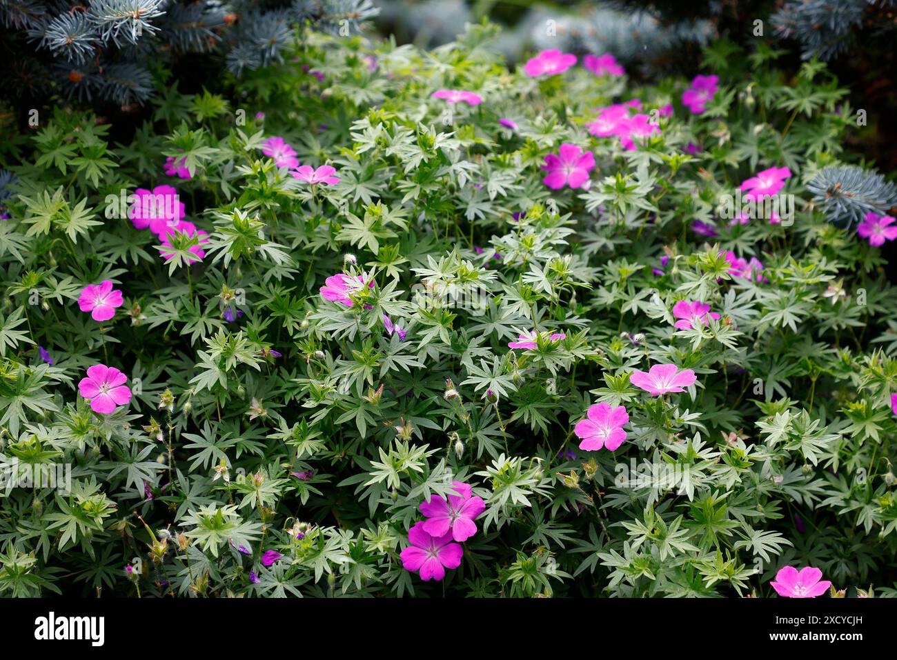 Closeup of the pink flowers of the low growing ground cover garden ...