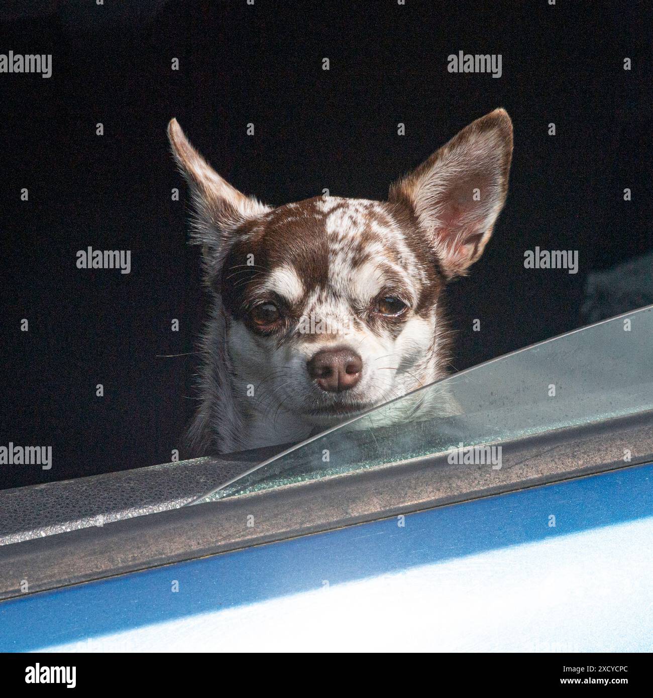 Chihuahua Smooth Coated Mottled Dapple Stock Photo Alamy