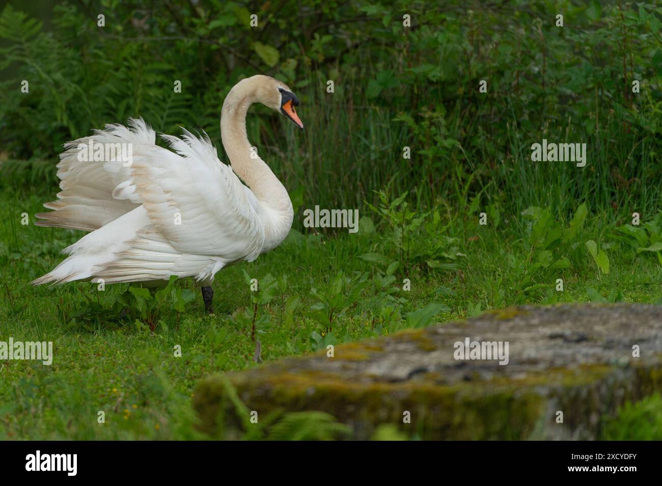 aggressive male swan on riverbank Stock Photo - Alamy