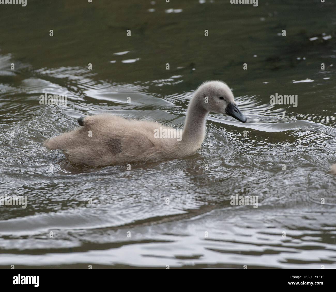 Swimming baby swan hi-res stock photography and images - Alamy