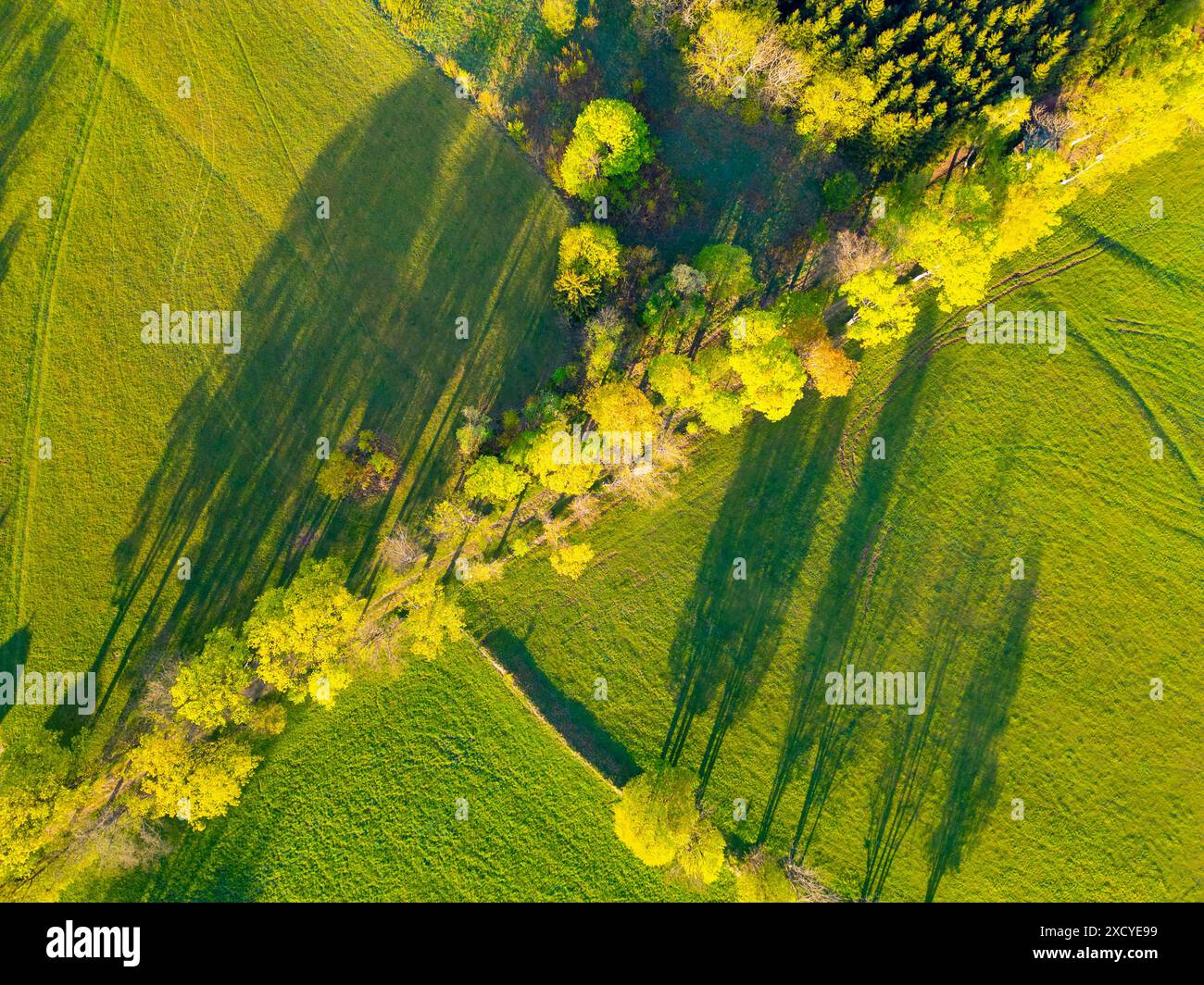 An aerial view of a green field with trees and shadows cast by the sun ...