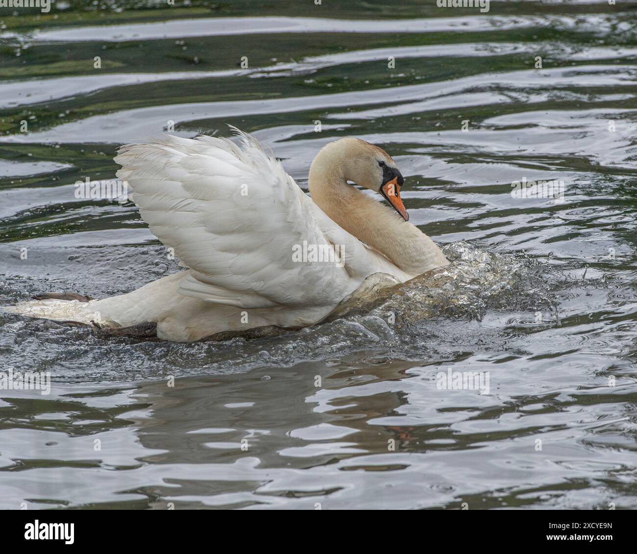 aggressive male swan threatening another Stock Photo - Alamy