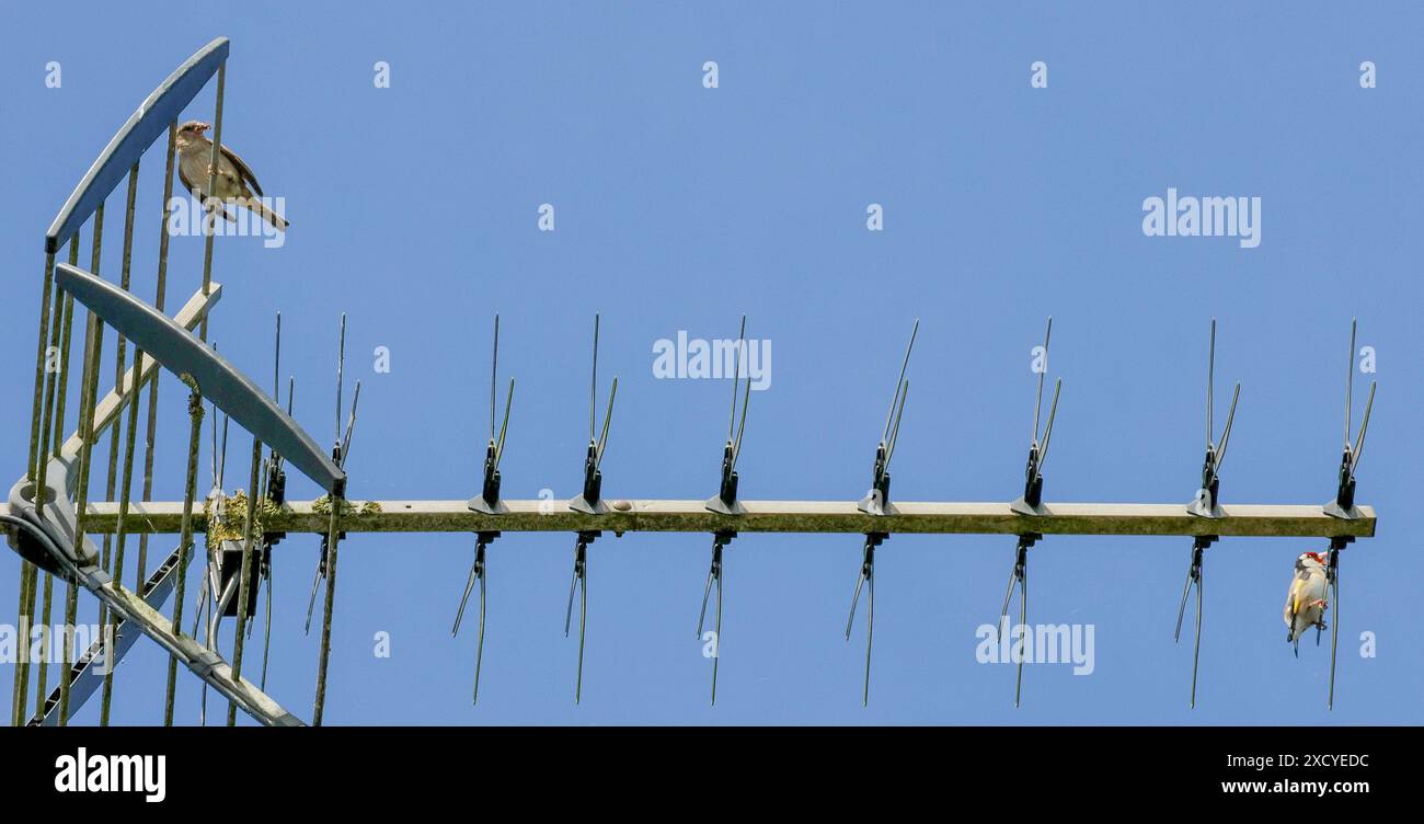 Martin tv aerial hi-res stock photography and images - Alamy