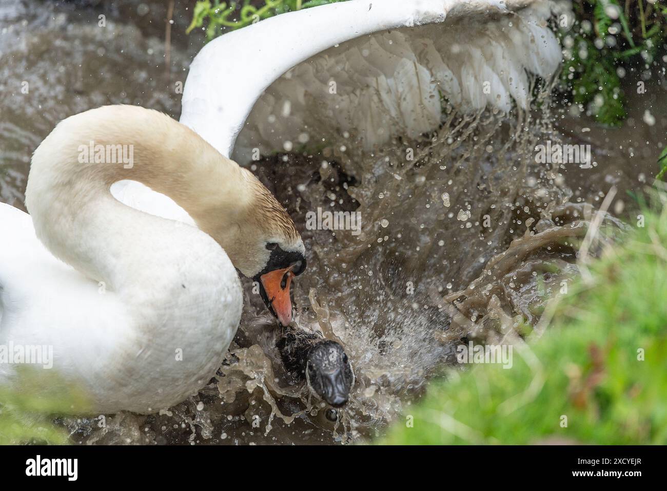 Canada goose facing camera hi-res stock photography and images - Alamy