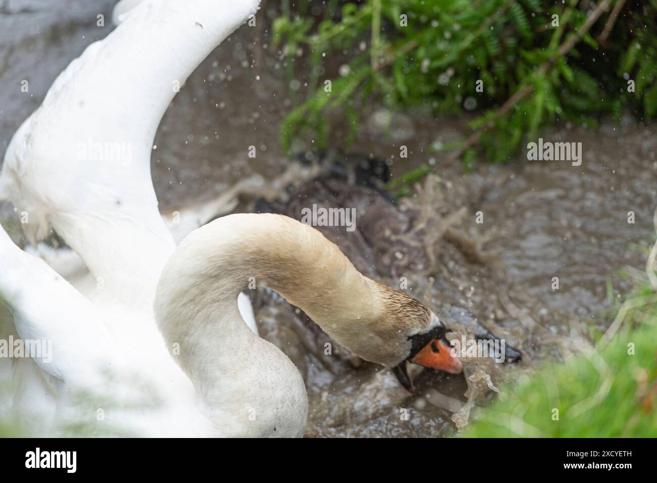 male mute sswan attacking and killing a canada goose Stock Photo - Alamy