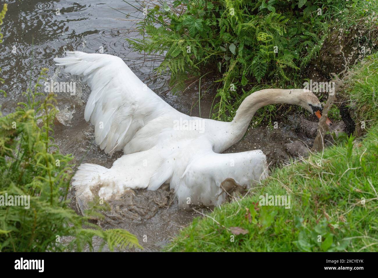 Angry swan hi-res stock photography and images - Alamy