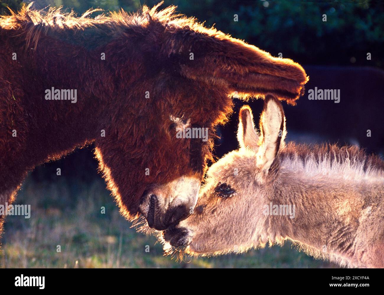 Two donkey heads hi-res stock photography and images - Alamy