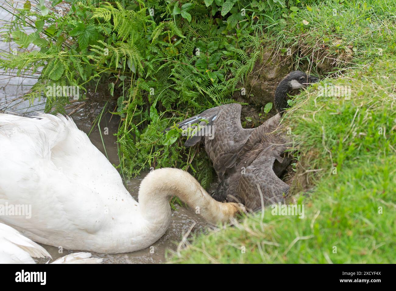 Angry canada goose hi-res stock photography and images - Alamy