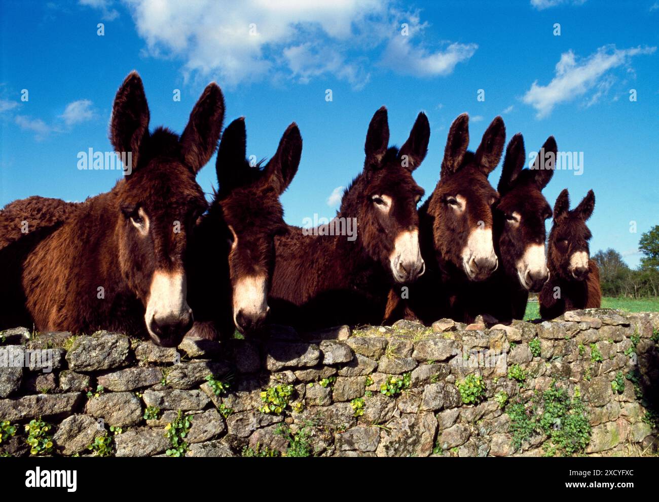 Donkey behind wall hi-res stock photography and images - Alamy