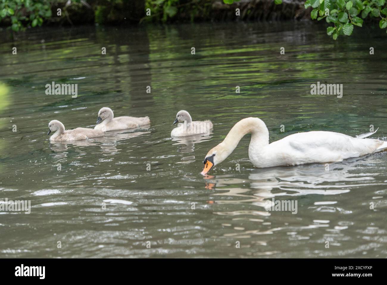 Adult female mute swan hi-res stock photography and images - Alamy
