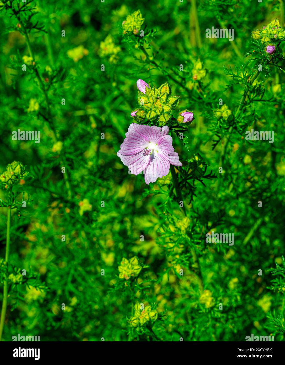 A pink Musk Mallow (malva moschata) flower Stock Photo - Alamy