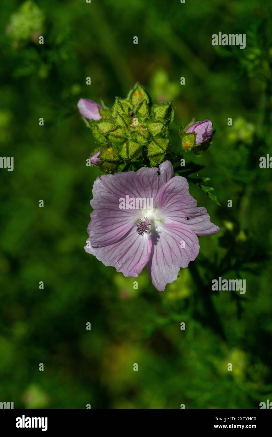A pink Musk Mallow (malva moschata) flower Stock Photo - Alamy