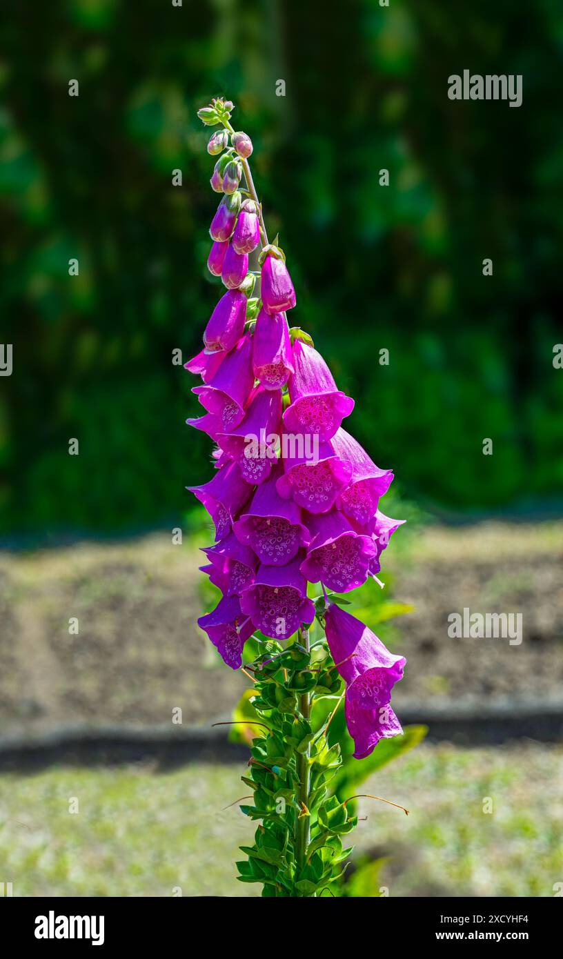 Cardiac degeneration hi-res stock photography and images - Alamy