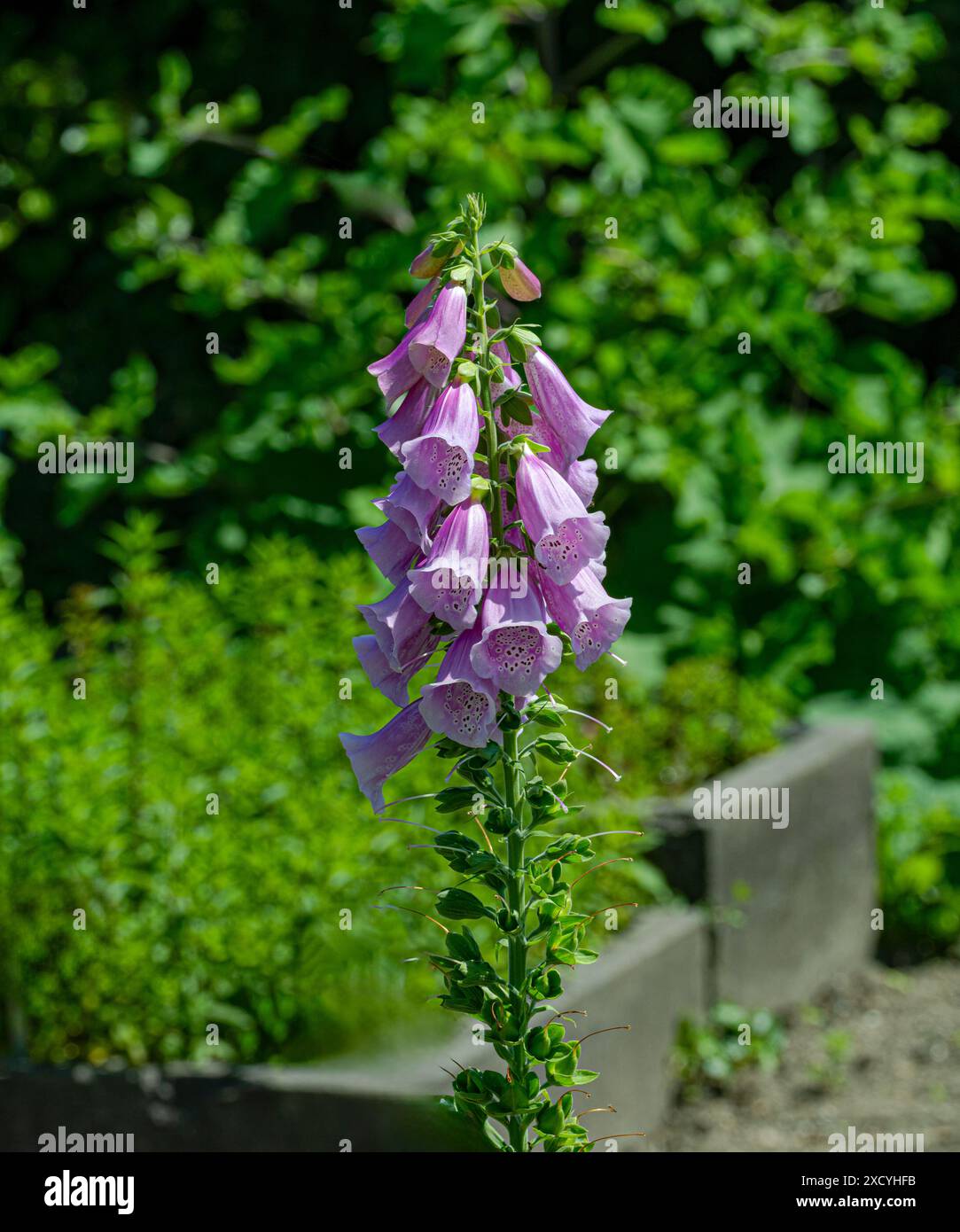 Common foxglove (Digitalis purpurea) in flower Stock Photo - Alamy