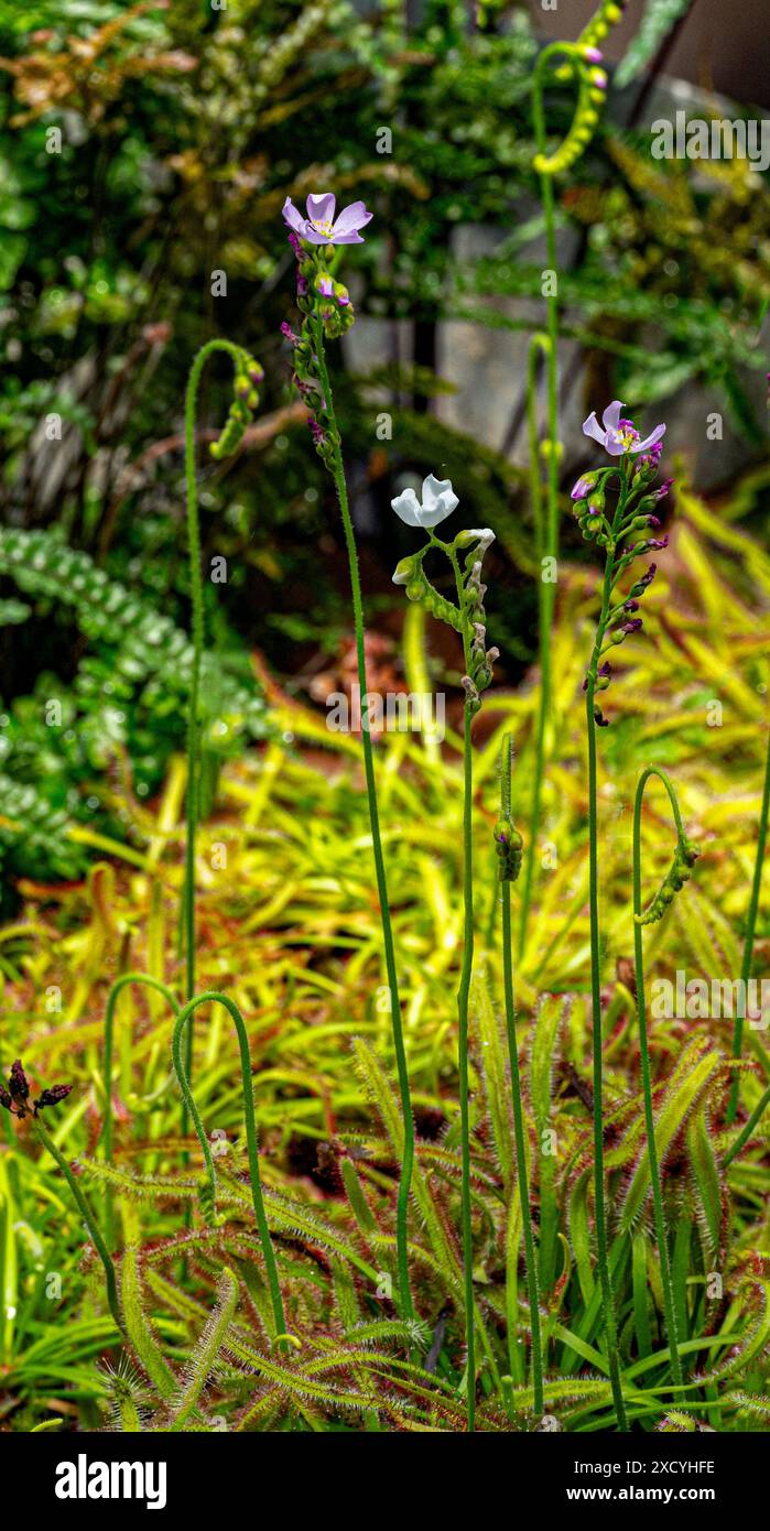 Carnivorous plants (Drosera capensis). Botanical Garden, KIT, Karlsruhe ...