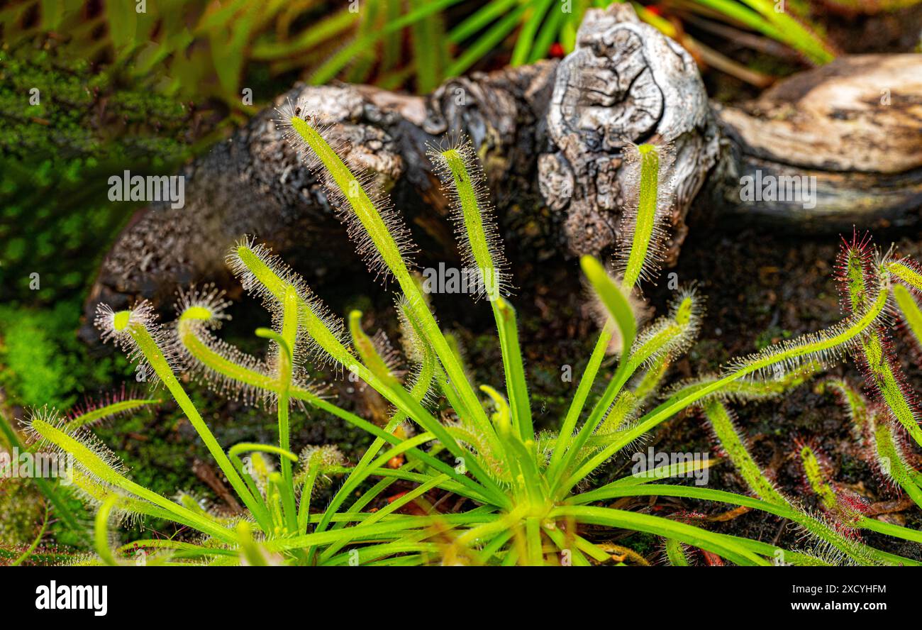Carnivorous plants (Drosera capensis). Botanical Garden, KIT, Karlsruhe ...