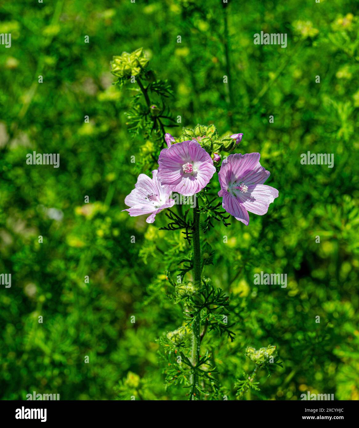 Pink musk flower hi-res stock photography and images - Alamy
