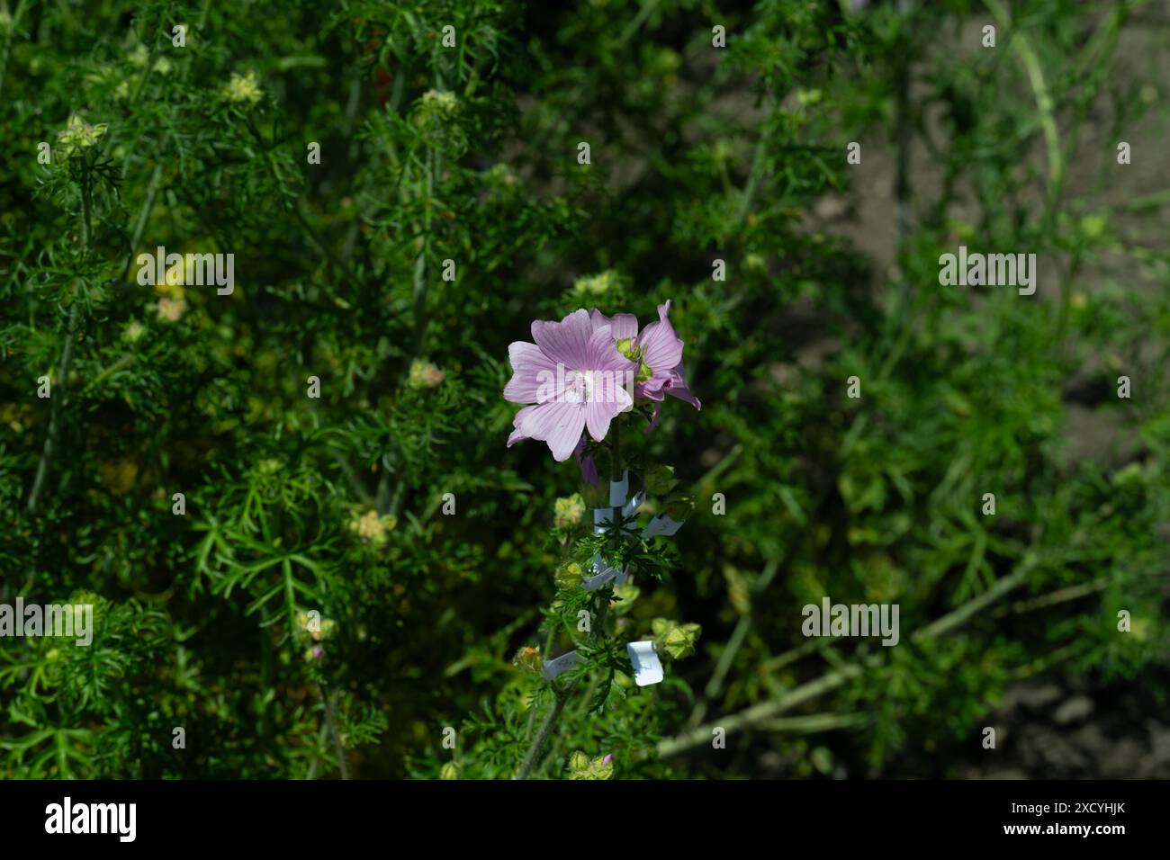 Pink musk mallow hi-res stock photography and images - Alamy