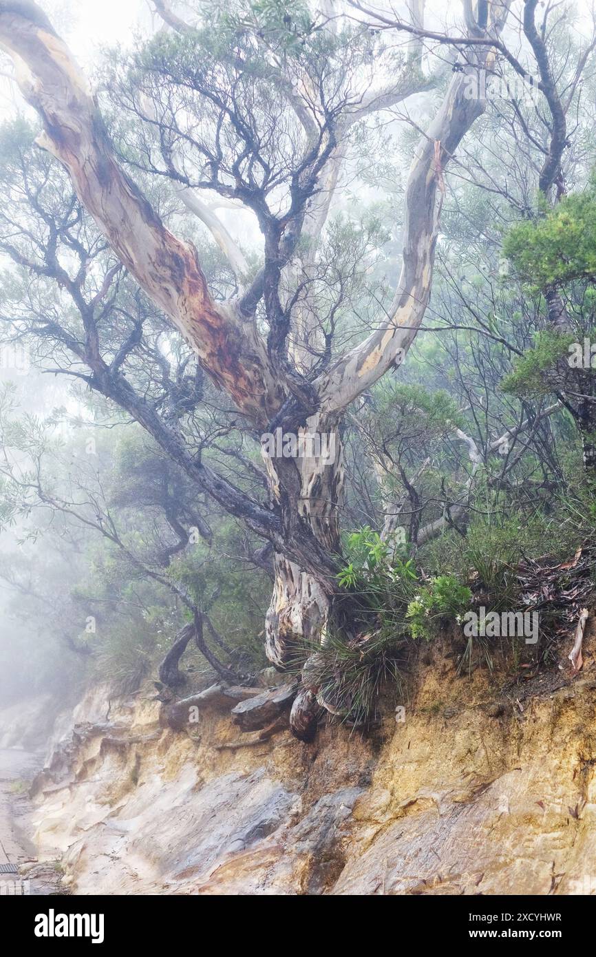 Twisting tree roots hi-res stock photography and images - Alamy