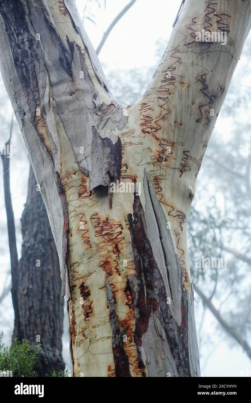 Detail of a scribbly gum tree trunk dividing into two branches some ...