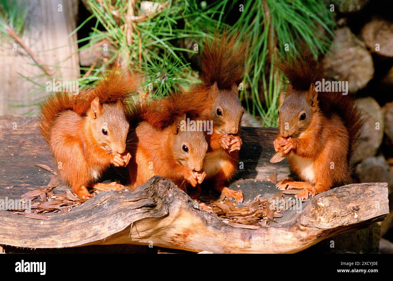 Eurasian Red Squirrels (Sciurus Vulgaris) feeding outdoors Stock Photo ...