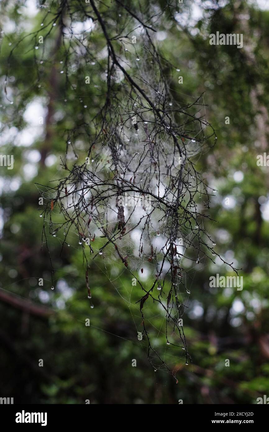 Trees and foliage along walking tracks at Echo Point, the Tree Sisters ...