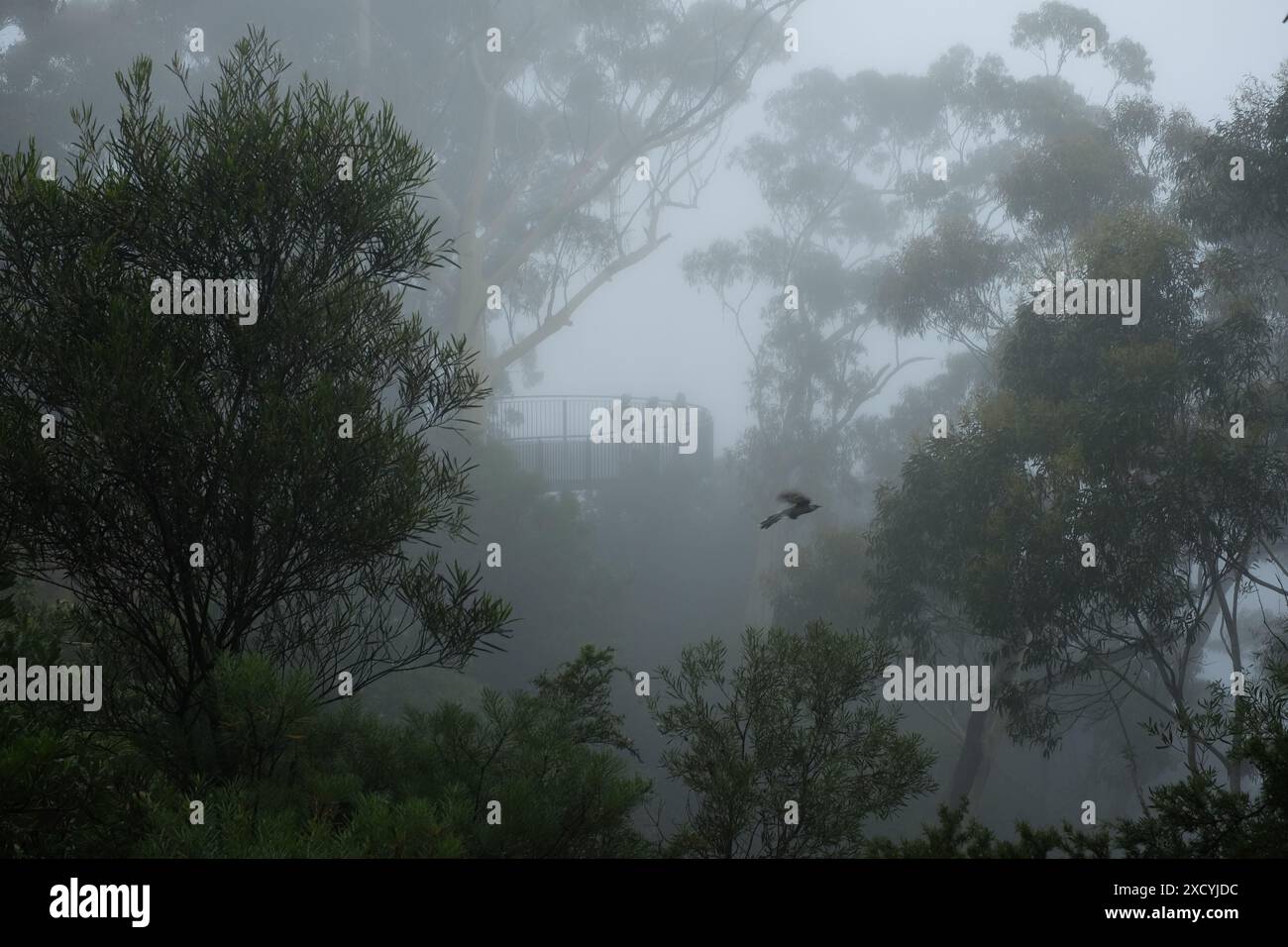 A small group of people seen silhouetted through bush landscape at a ...