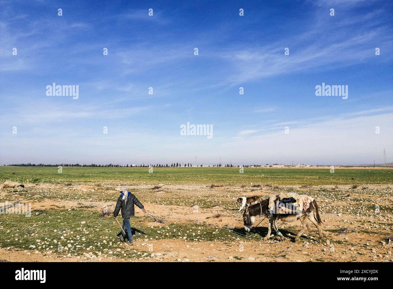 Syria, surroundings of Tadmor, Syrian sheep herder Stock Photo - Alamy