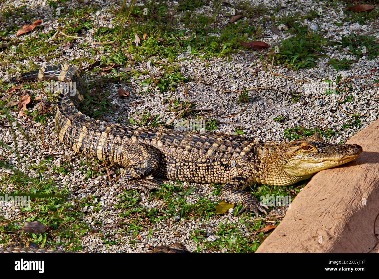 Young alligator chilling Stock Photo - Alamy