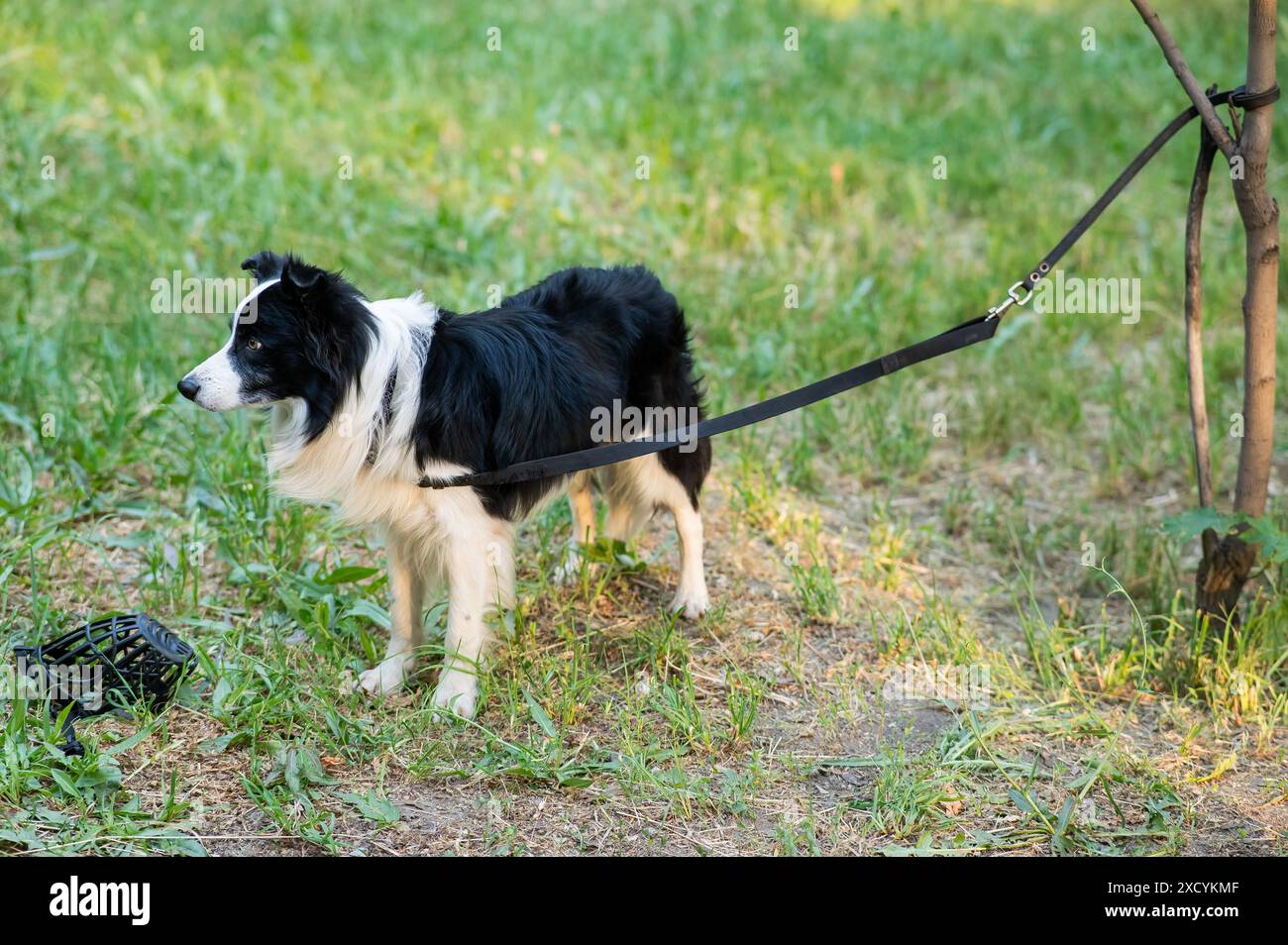 Black and white border collie tied by a leash to a tree Stock Photo - Alamy