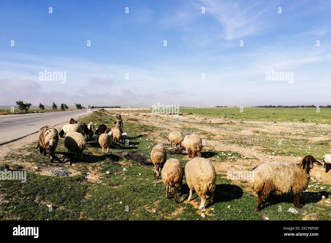 Syria, surroundings of Tadmor, Syrian sheep herder Stock Photo - Alamy