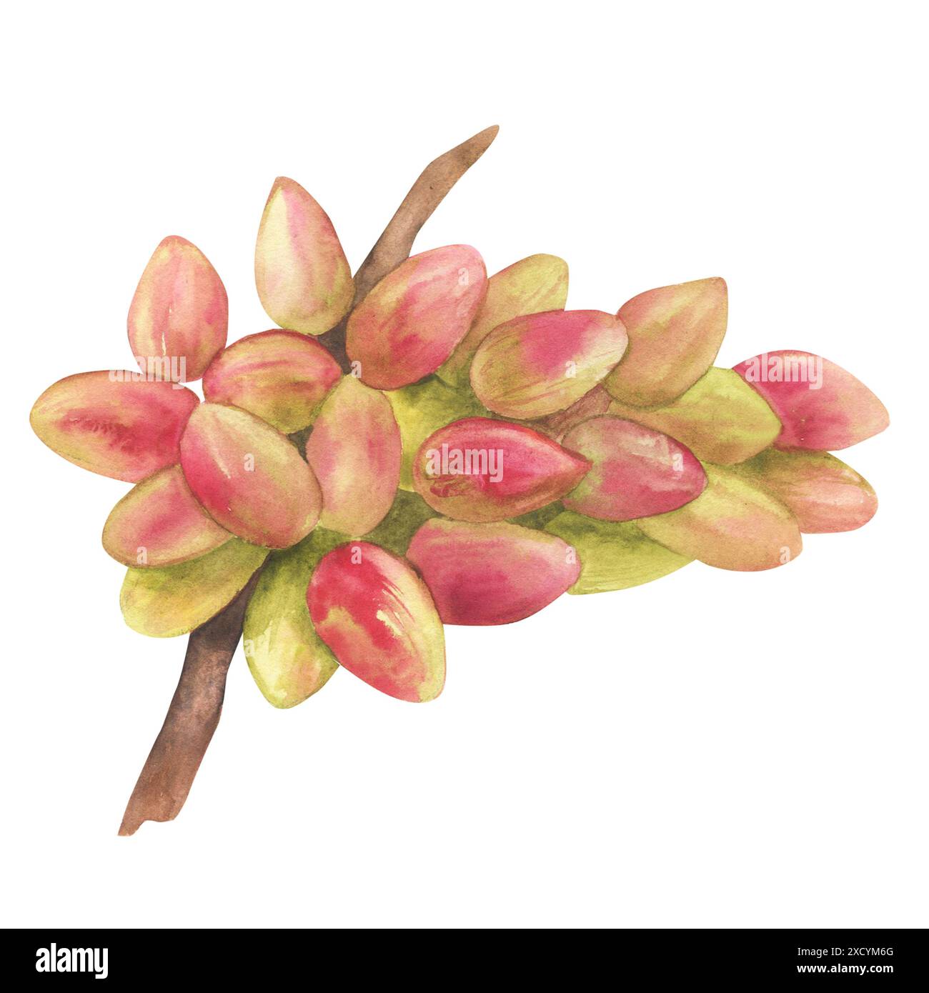 Pistachio tree fruit watercolor illustration. Botanical drawing sketch ...