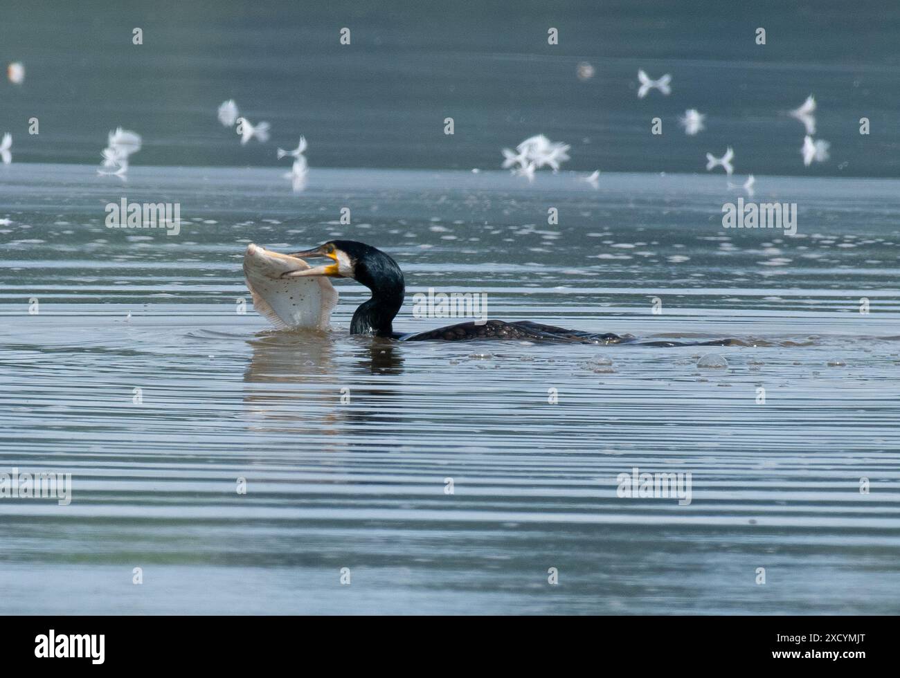 Naturism uk hi-res stock photography and images - Alamy