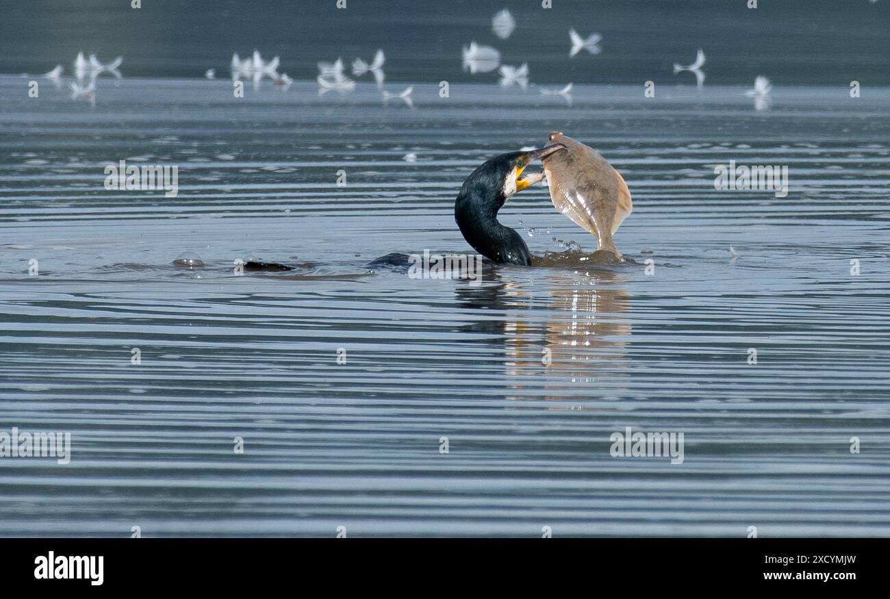 Arnside, Milnthorpe, Cumbria, UK A cormorant battling with a large ...