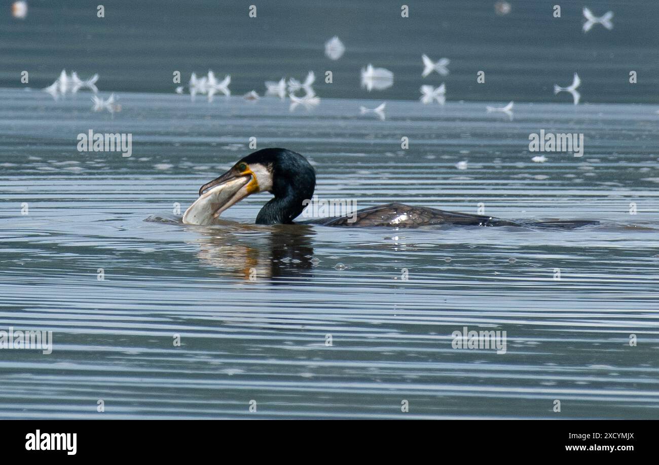 Arnside, Milnthorpe, Cumbria, UK A cormorant battling with a large ...