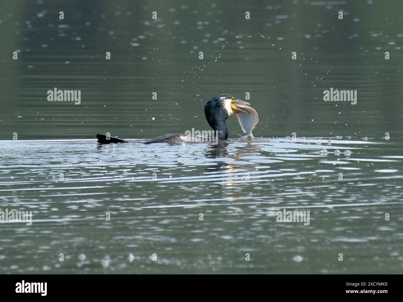 Alamy fish hi-res stock photography and images - Alamy