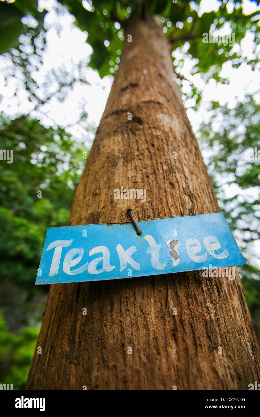 Laos - Teaktree is a popular tree for it's hard teak wood Stock Photo ...
