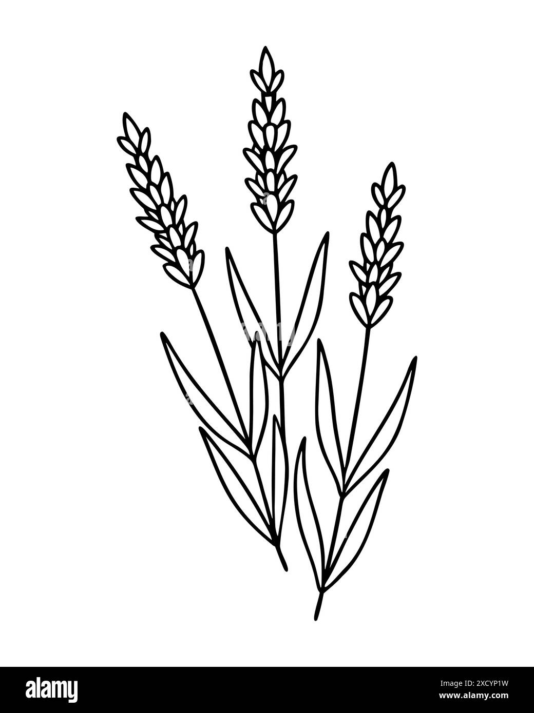 Doodles with Lavender flowers, contour drawing, three branches in ...