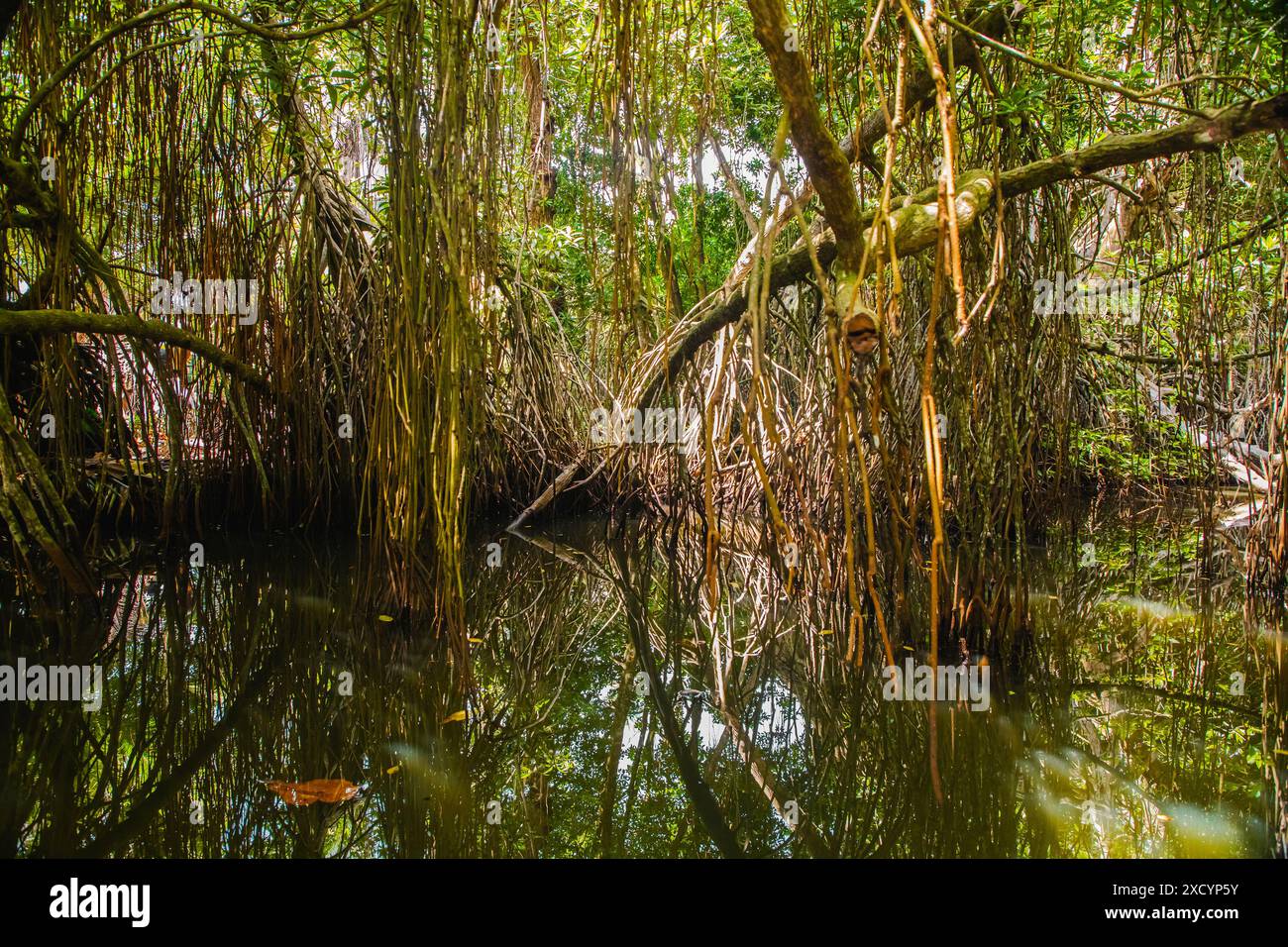 Mangrove habitat split view over and under water surface, foliage with ...