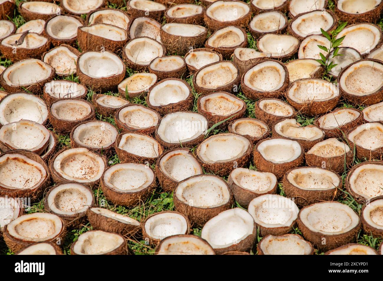 Copra is the dried flesh of coconut fruit. many coconut halves are sun ...